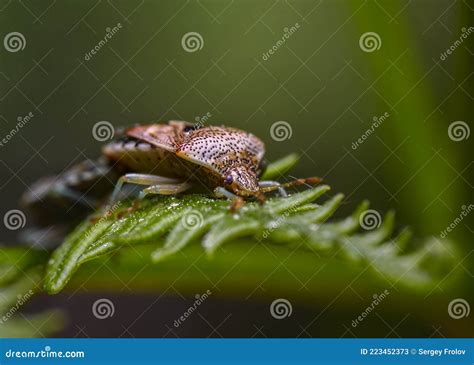 Forest Bug Or Red Legged Shieldbug Mating On A Tree Leaf Stock Image Image Of Macro Mating