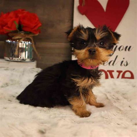 Yorkie Silky Terrier Puppies For Sale Four Paws And A Tail