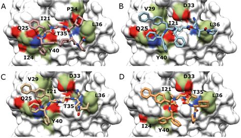 Peptidomimetic In Silico Improvement In Silico Predicted Binding Modes Download Scientific