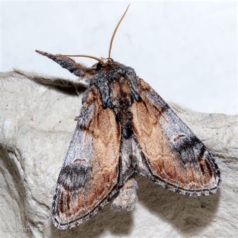 Notodonta Pacifica Bugguide Net