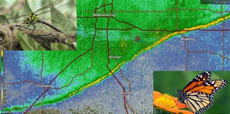 Migration Of Dragonflies And Butterflies Caught On Radar Scioto Post