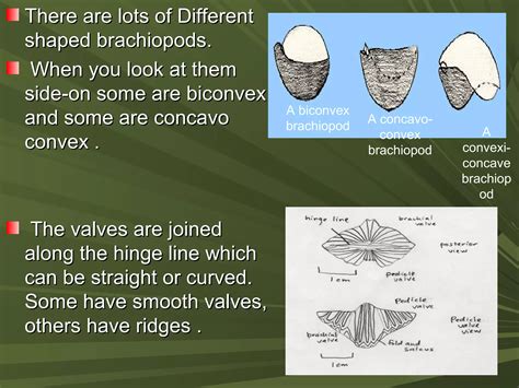 Brachiopods Ppt