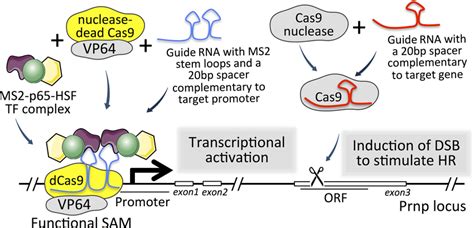 Two Approaches Involving Crisprcas9 For Gene Manipulation On The