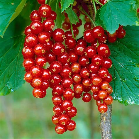 Ribes Rubrum Jonkheer Van Tets Garden Plant Sweet Redcurrants
