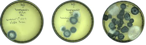 Can You Help Me Identify Mold On Agar Plates Researchgate