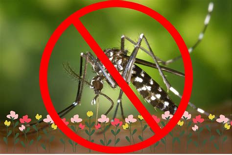 This Nj Insect Eats Mosquitoes But Should We Attract Them