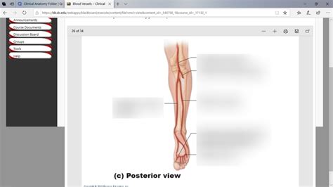 Practical 2 Arteries 6 Diagram Quizlet