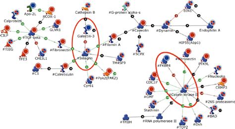 Figure S6 The “direct Interactions” Network Centered Around Integrin Download Scientific