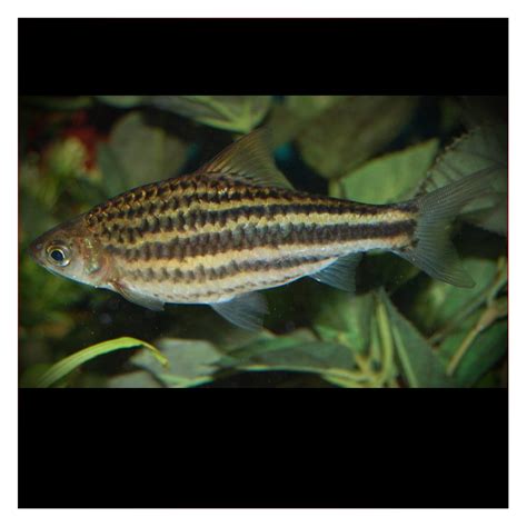 Freshwater Barb Fish Clearwateraquarium