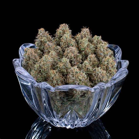 Buy Ocifer Seeds Ocifer Cannabis Seeds For Sale