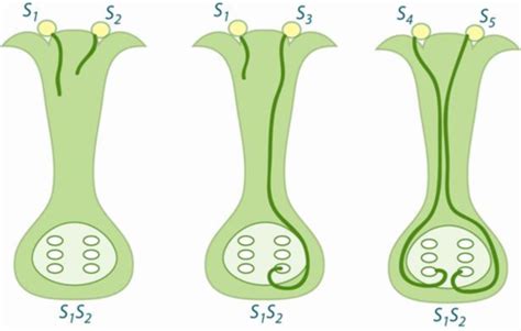 Plants Lecture 10 Gametogenesis And Safe Sex Flashcards Quizlet