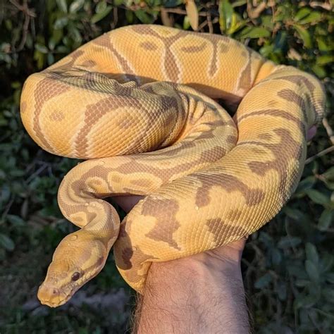 Candy Ball Python Female 1624g