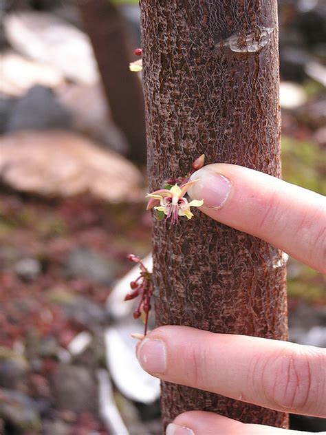 Cocoa Cacao Diseases And Pests Description Uses Propagation