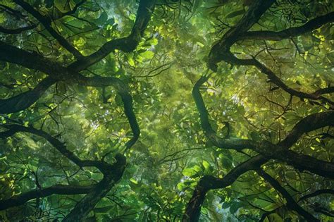 The Lush And Intricate Texture Of A Forest Canopy Formed By Trees And