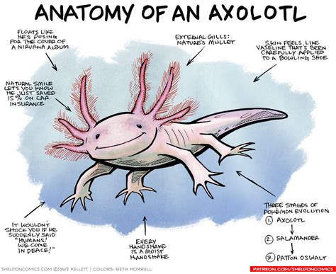 Axolotl Mythical Mexican Amphibian Xcaret Blog Read About Travel Tips