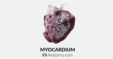 Myocardium In Ar For Free
