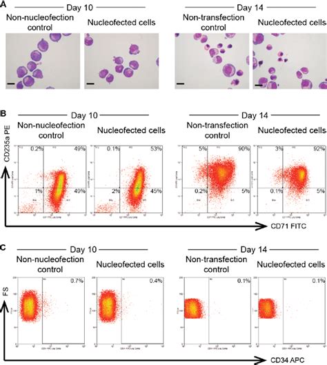 8 Erythroid Differentiation Potential Of Cd34 Cells After Download Scientific Diagram
