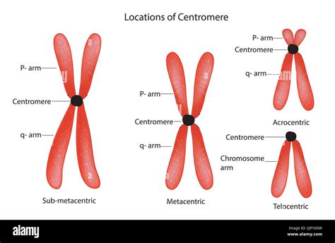 Chromosome Classification By Comparing Long Arm And Short Arm With