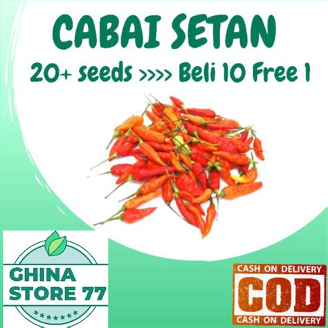 Cabe Rawit Setan 20 Biji Bibit Cabe Rawit Unggul Benih Cabai Rawit Setan Super Pedas