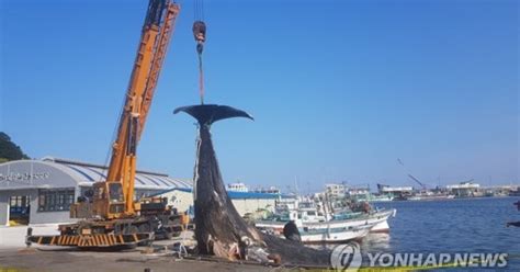 저울 없이도 고래 무게 잰다드론 촬영·분석기법 등장