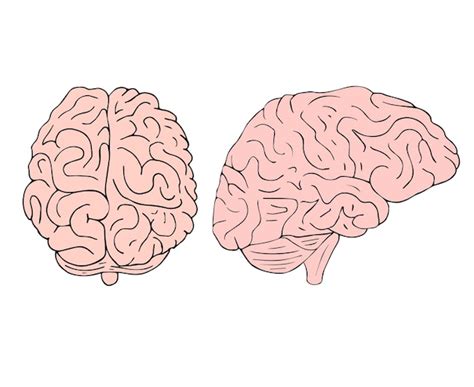 Premium Vector Vector Hand Drawn Doodle Sketch Human Brain