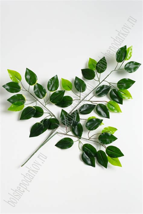 Фото Веточек С Листьями — Фото