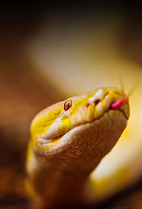 Albino Burmese Python Wallpaper For Iphone X 8 7 6 Free Download On 3wallpapers