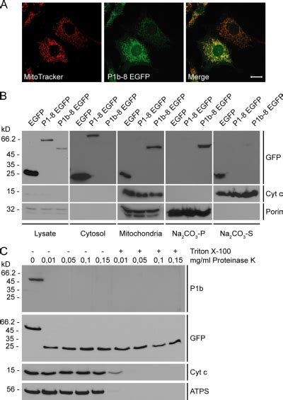 Submitochondrial Localization Of P1b A Colocalization Of P1b8 Egfp Download Scientific