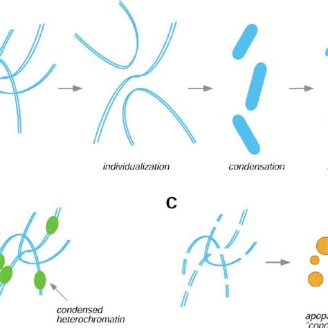 Hypothetical Models For The Contribution Of Condensin To Chromosome