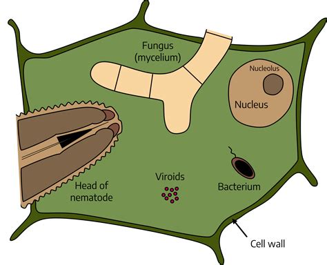 Chapter 4 Plant Pathology Virginia Cooperative Extension Gardener Handbook