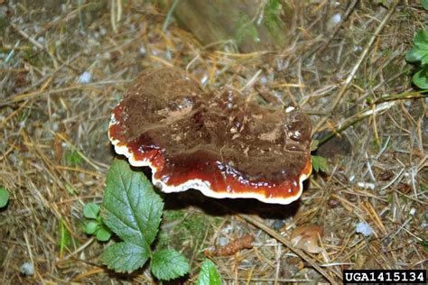 Ganoderma Root And Butt Rot Ganoderma Lucidum