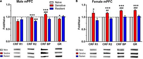 Frontiers Sensitivity And Resilience To Predator Stress Enhanced