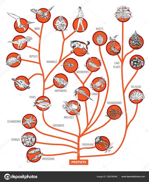 Evolution Tree Of Life Poster At Pauline Dane Blog