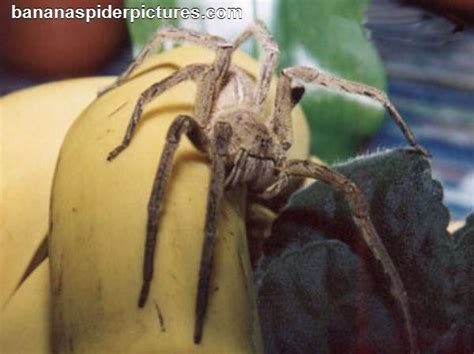 Banana Spiders