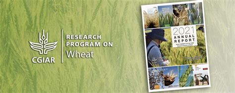 Crp Wheat Annual Report 2021 Cimmyt