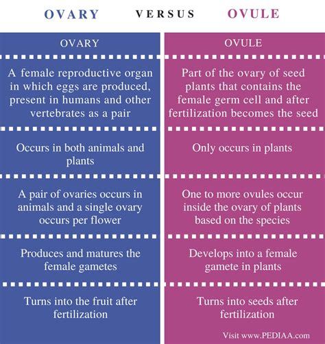 Difference Between Ovary And Ovule Pediaacom