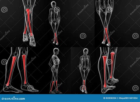Tibia Bone Stock Illustration Illustration Of Black