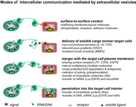 Extracellular Vesicles As Mediators Of Intercellular Communication Download Scientific Diagram