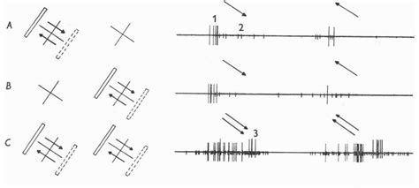 Pdf Receptive Fields Binocular Interaction And Functional Architecture In The Cats Visual Cortex