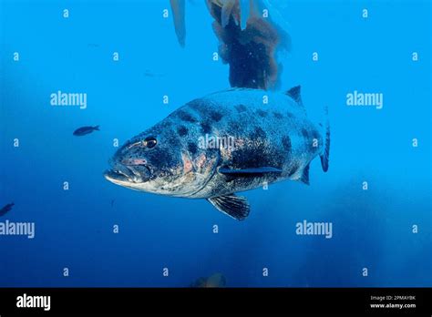Giant Black Sea Bass The Giant Black Sea Bass Is The Largest Fish That