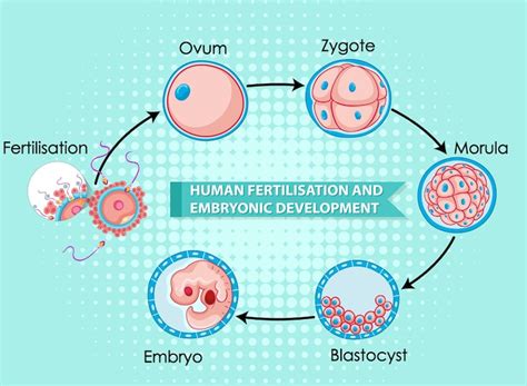 Free Vector Human Fertilisation And Embryonic Development