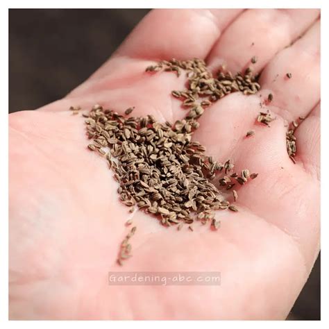 Explore Carrot Growth Stages From Seeds To Harvest