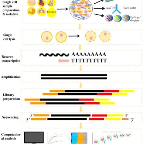 Overview Of Scrna‐seq This Process Includes Single Cell Isolation Download Scientific