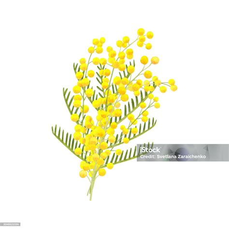 미모사 노란 봄꽃 가지 수채화 손으로 그린 그림은 흰색 배경에 고립되어 있습니다 포장 엽서 인쇄 초대장 명함 광고 0명에 대한 스톡 벡터 아트 및 기타 이미지 Istock