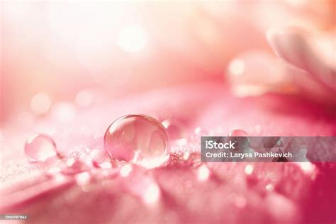 핑크 모란 꽃의 꽃잎에 태양 눈부심과 물 또는 이슬의 아름다운 투명 방울 꽃 식물에 대한 스톡 사진 및 기타 이미지 꽃 식물 분홍 물 Istock