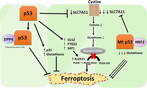 Frontiers The P53 Tumor Suppressor In The Control Of Metabolism And