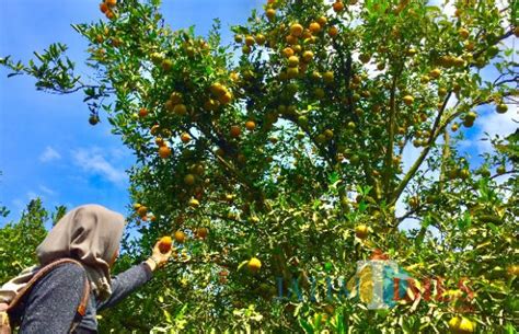 Foto Wisata Petik Jeruk Balitjestro Kamu Bisa Memetik Jeruk Sebanyak Banyaknya WisataHits