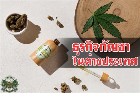 บ้านหนองทองจันทร์ฟาร์ม 💵ธุรกิจกัญชาในต่างประเทศ 🌱กระแสกัญชง กัญชาที่