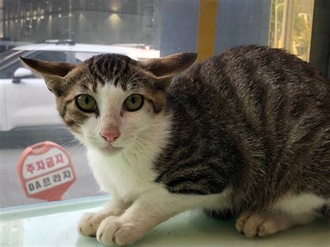 코리안숏헤어 후추 티컵말티푸분양하는곳 티컵푸들분양하는곳 티컵강아지분양하는곳 화이트비숑프리제분양 화이트포메라니안분양 화이트말티즈분양 화이트말티푸분양 화이트푸들분양 화이트