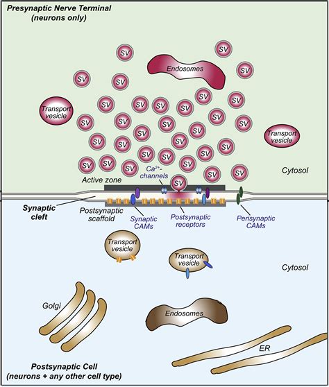 Towards An Understanding Of Synapse Formation Neuron